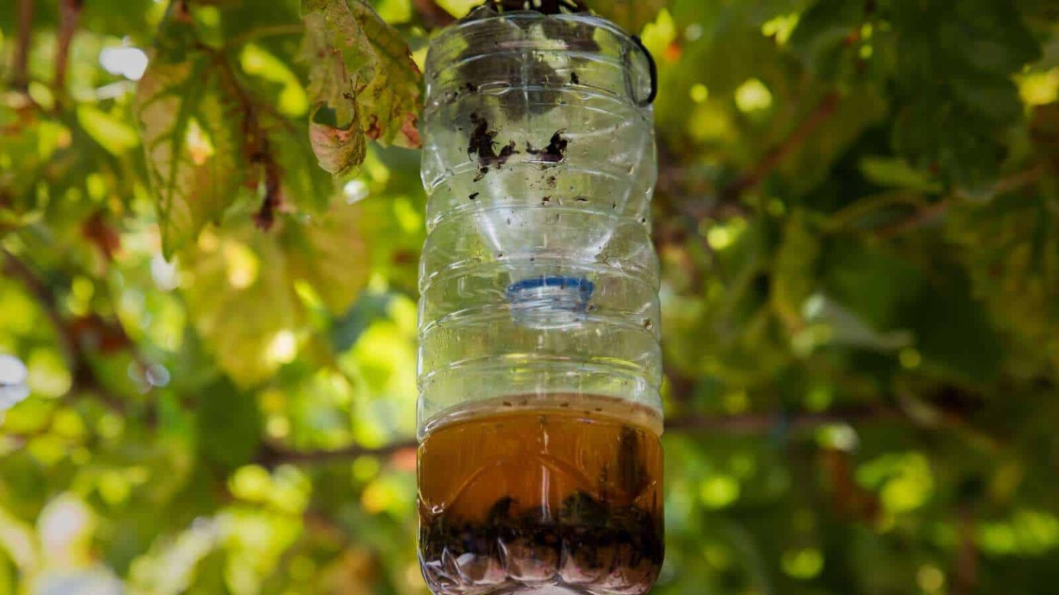 How to Make an Effective DIY Wasp Trap in 5 Steps