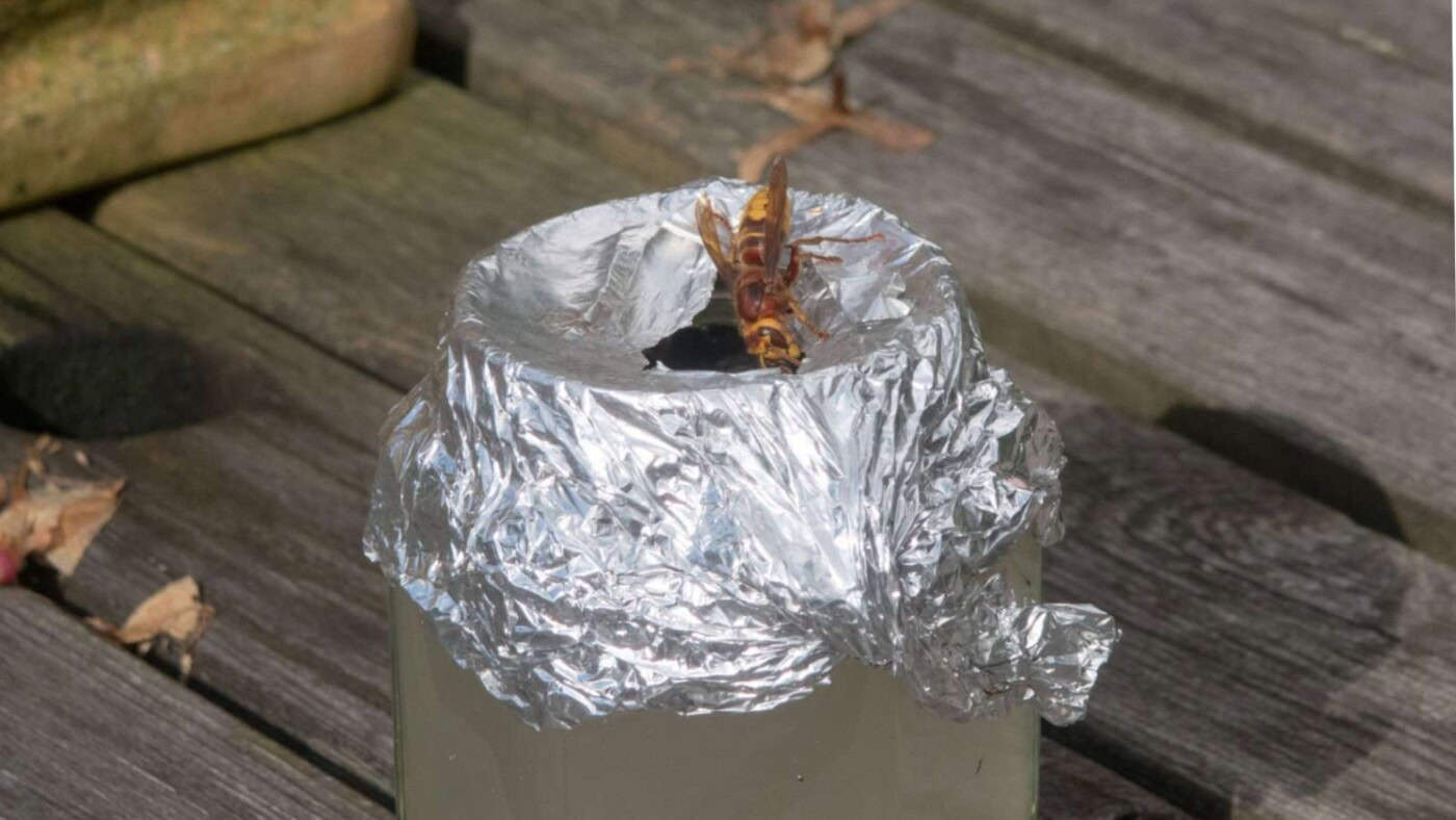 How to Make an Effective DIY Wasp Trap in 5 Steps
