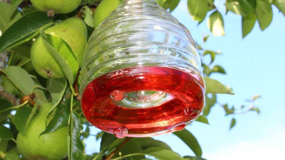 How To Make An Effective Diy Wasp Trap In 5 Steps