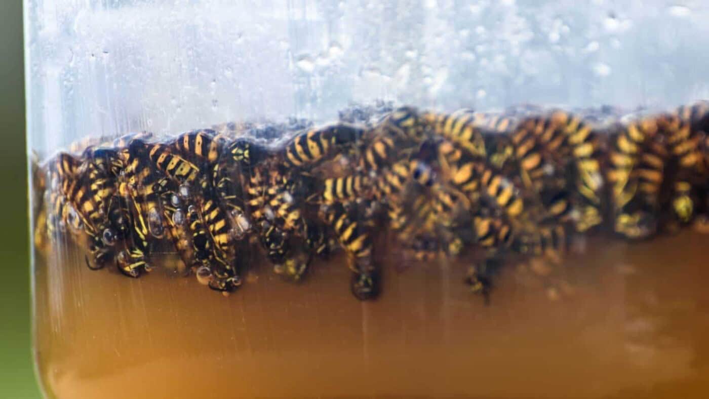 How to Make an Effective DIY Wasp Trap in 5 Steps