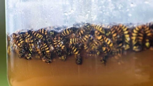 How to Make an Effective DIY Wasp Trap in 5 Steps