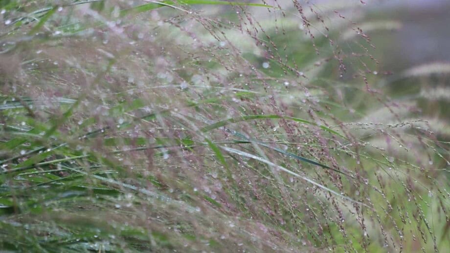 How to Plant, Grow, and Care for Switchgrass - Complete Guide