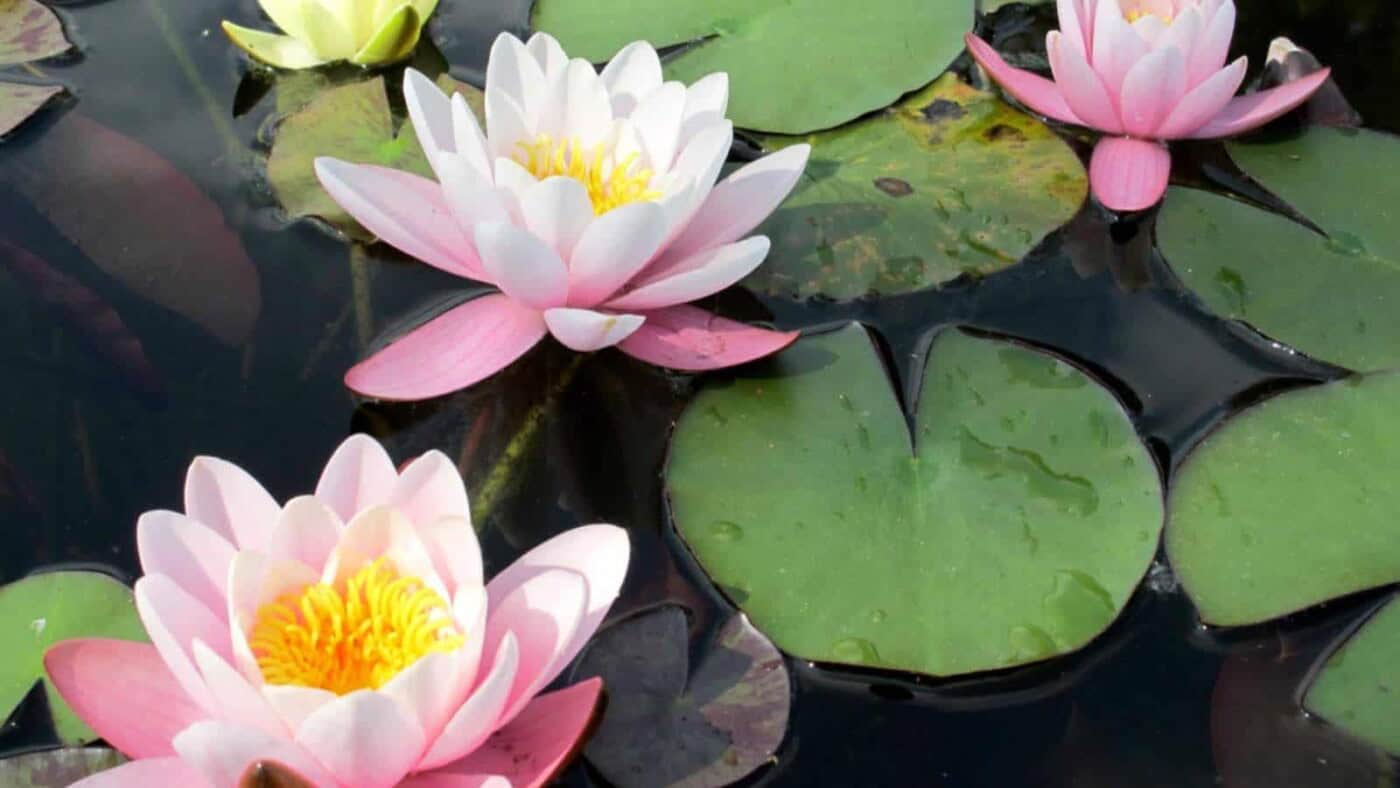 Water Lily: How to Plant, Grow, and Care for Water Lilies