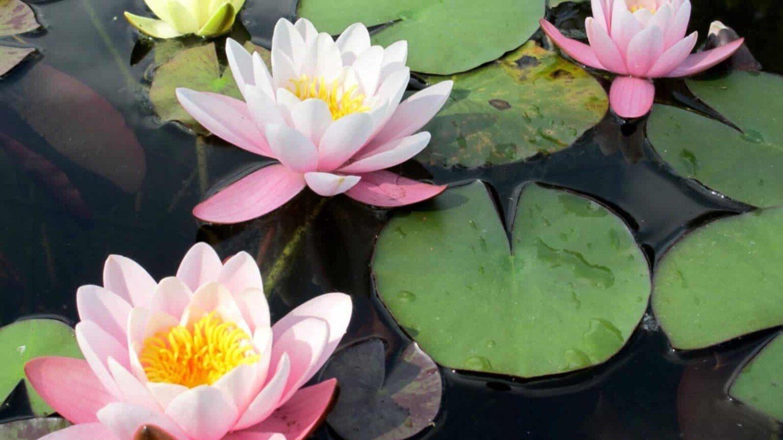 Water Lily: How to Plant, Grow, and Care for Water Lilies