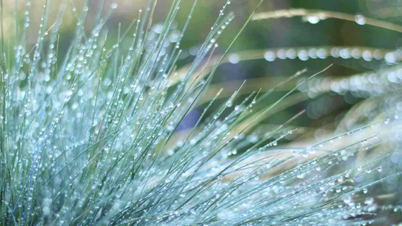 Blue Fescue: How to Plant and Care for Blue Fescue Grass