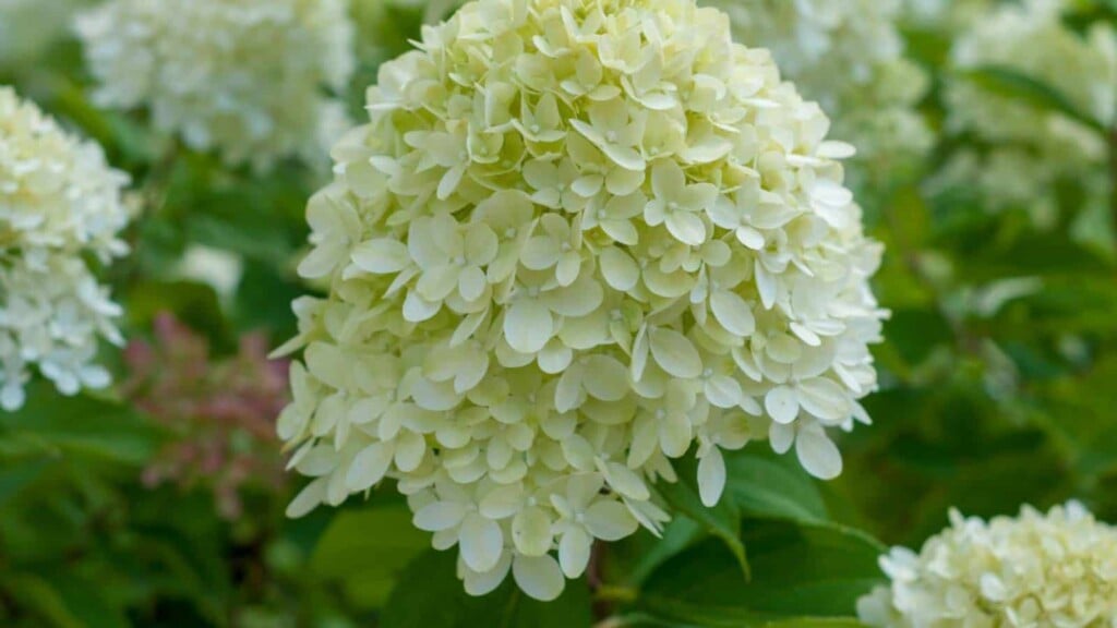 How to Plant, Grow, and Care for Limelight Hydrangeas