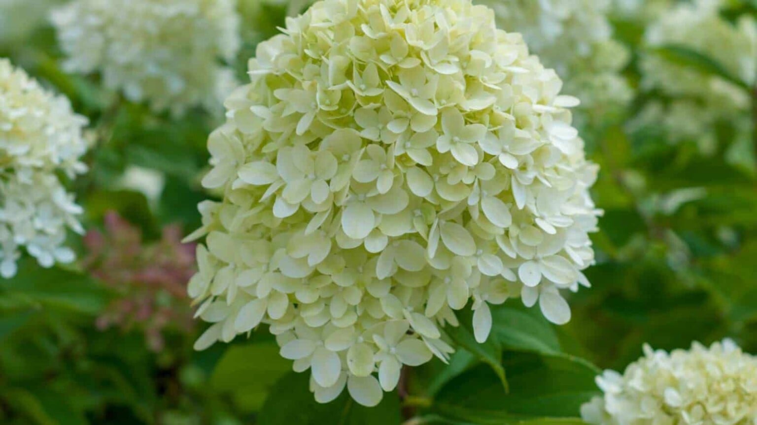 How to Plant, Grow, and Care for Limelight Hydrangeas