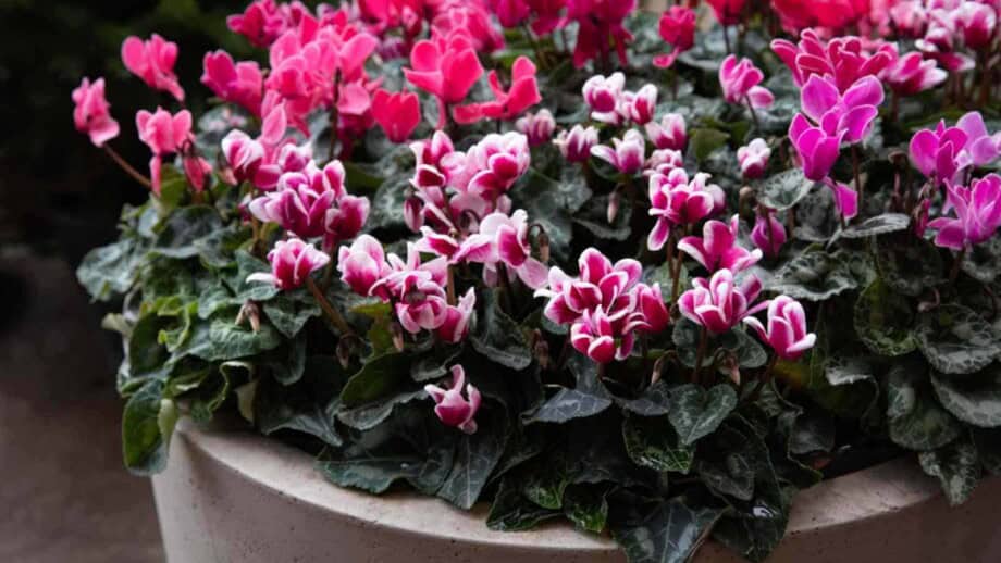 Cyclamen Care for Healthy Blooms - Growing & Planting Cyclamen