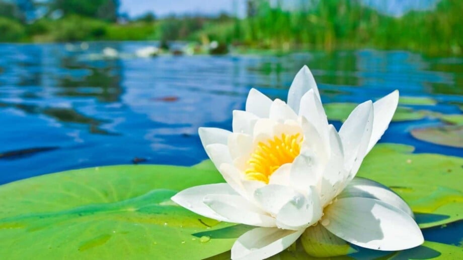 Water Lily: How to Plant, Grow, and Care for Water Lilies