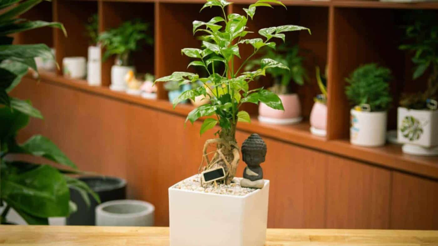 How to Plant, Grow, and Care for China Doll Plant - Full Guide