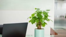 How to Plant, Grow, and Care for China Doll Plant - Full Guide