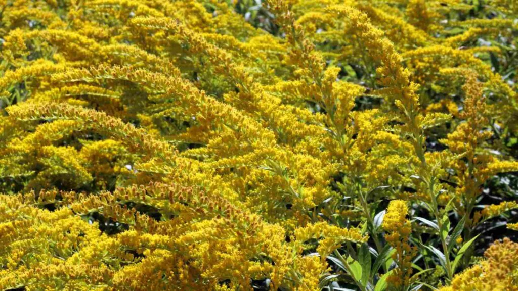 Goldenrod Guide: How to Plant, Grow, and Care for Solidago