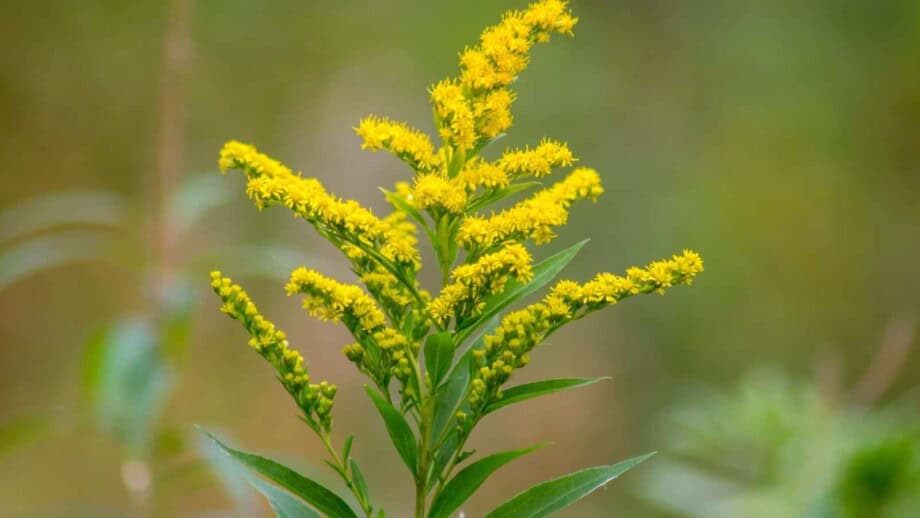 Goldenrod Guide: How to Plant, Grow, and Care for Solidago