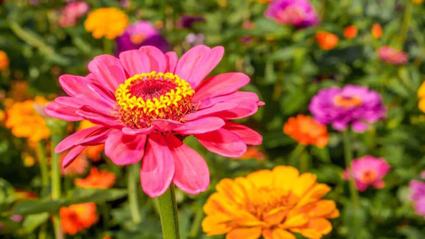 29 Types of Colorful Flowers to Brighten Up Your Garden