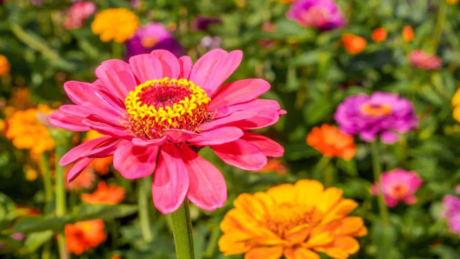 29 Types of Colorful Flowers to Brighten Up Your Garden