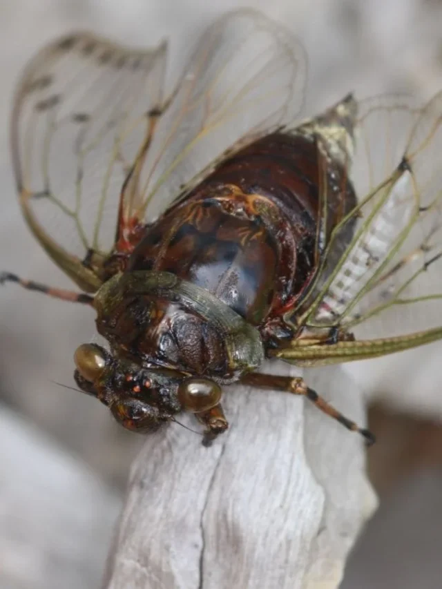 Cicada Invasion Alert: Proven Tips to Protect Your Plants This Season ...