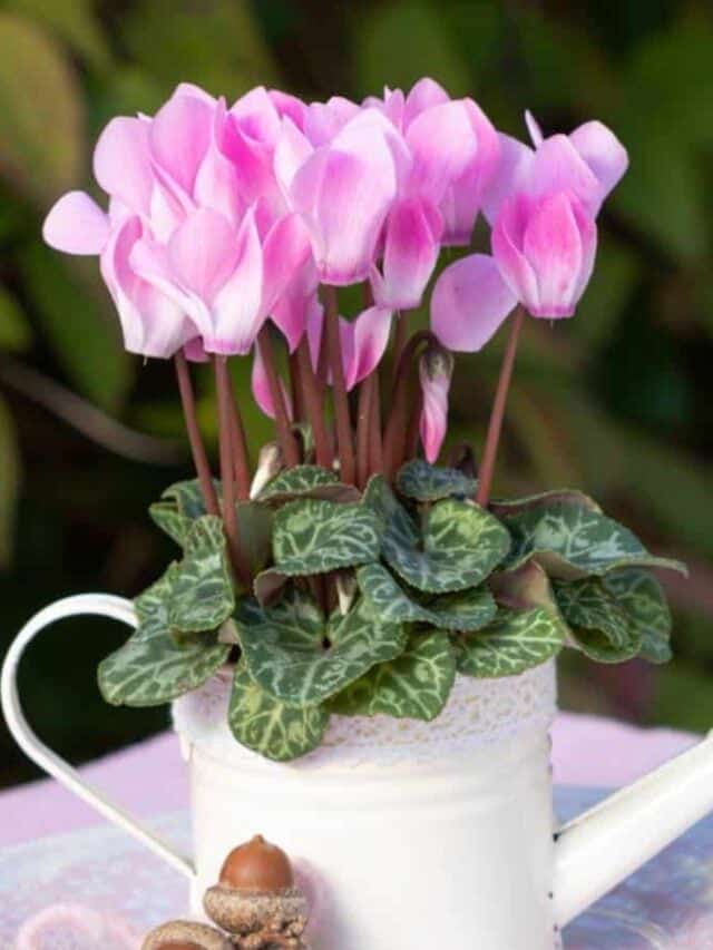 Cyclamen Care for Healthy Blooms – Growing & Planting Cyclamen - Planet ...