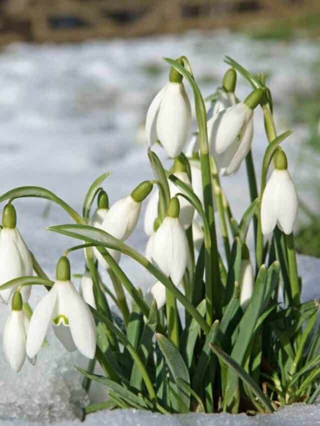 How to Plant, Grow, and Care for Snowdrop Flower (Galanthus) - Planet ...