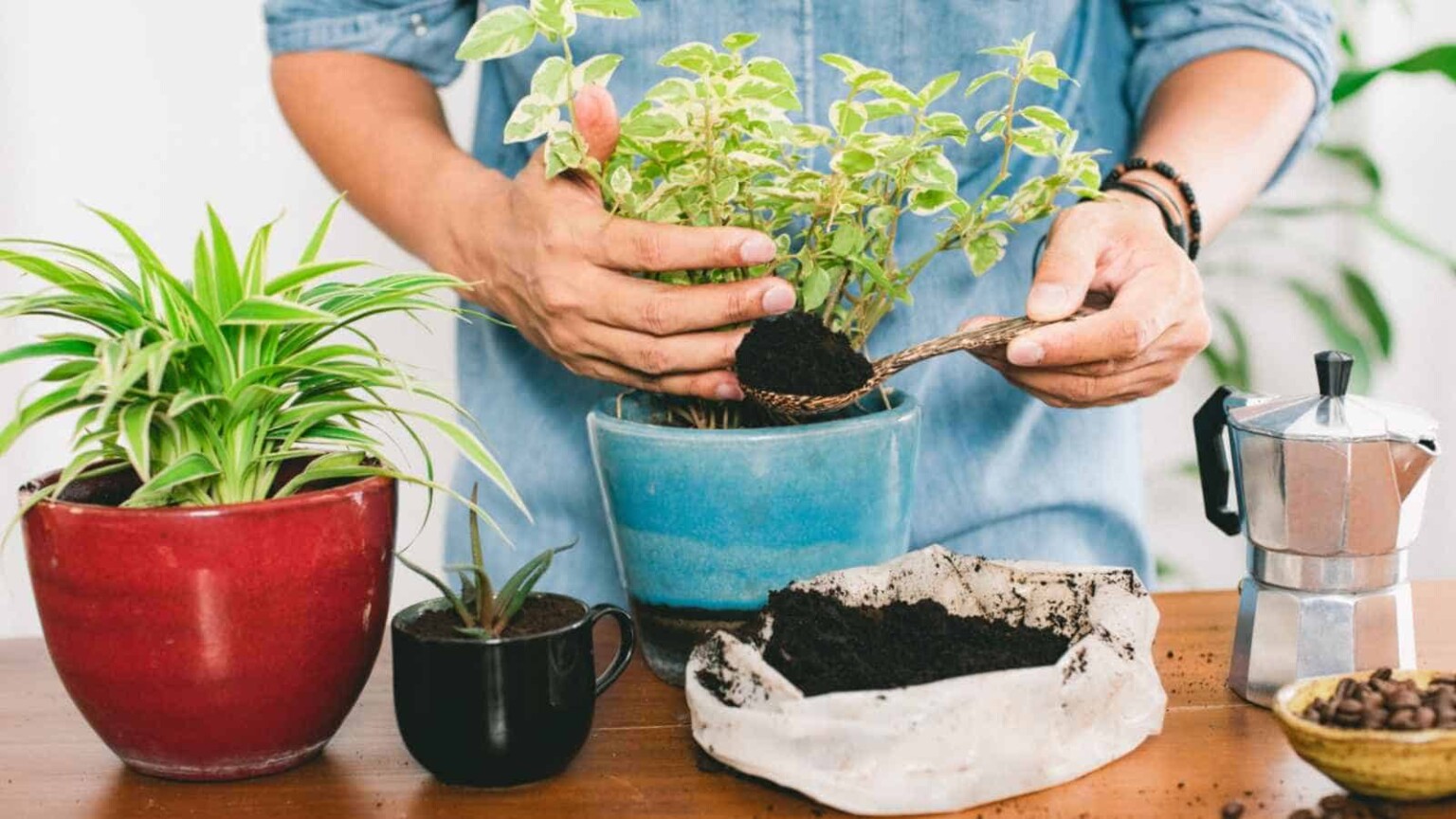 Using Coffee Grounds for Plants: A Beginner's Step by Step Guide