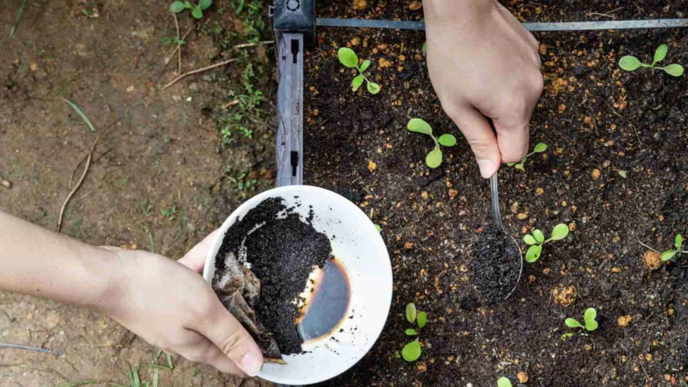 Using Coffee Grounds for Plants: A Beginner's Step by Step Guide