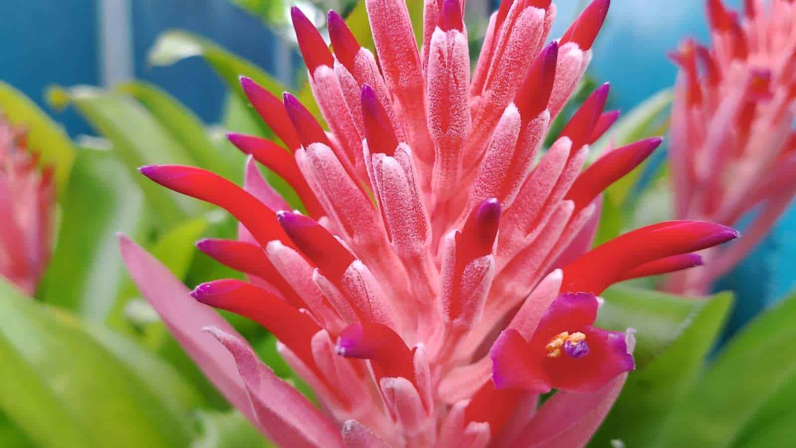 Bromeliad Guide: How to Grow and Care for Bromeliad Plants