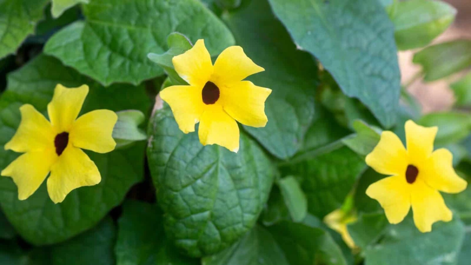 25 Best Climbing Plants for Your Fences, Trellis, or Pergola