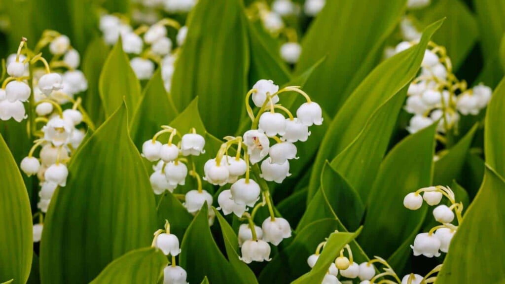 15 Poisonous Flowers to Avoid and Remove From Your Garden