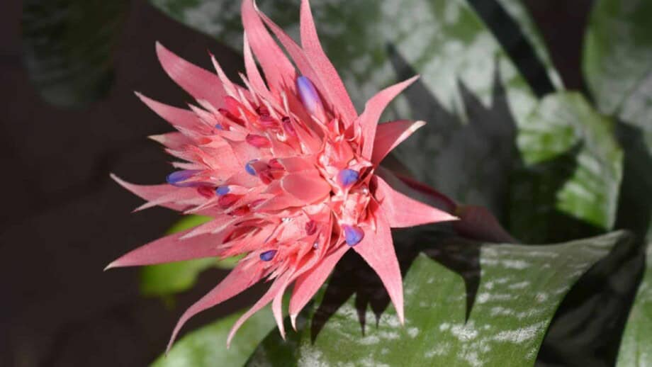 Bromeliad Guide: How to Grow and Care for Bromeliad Plants