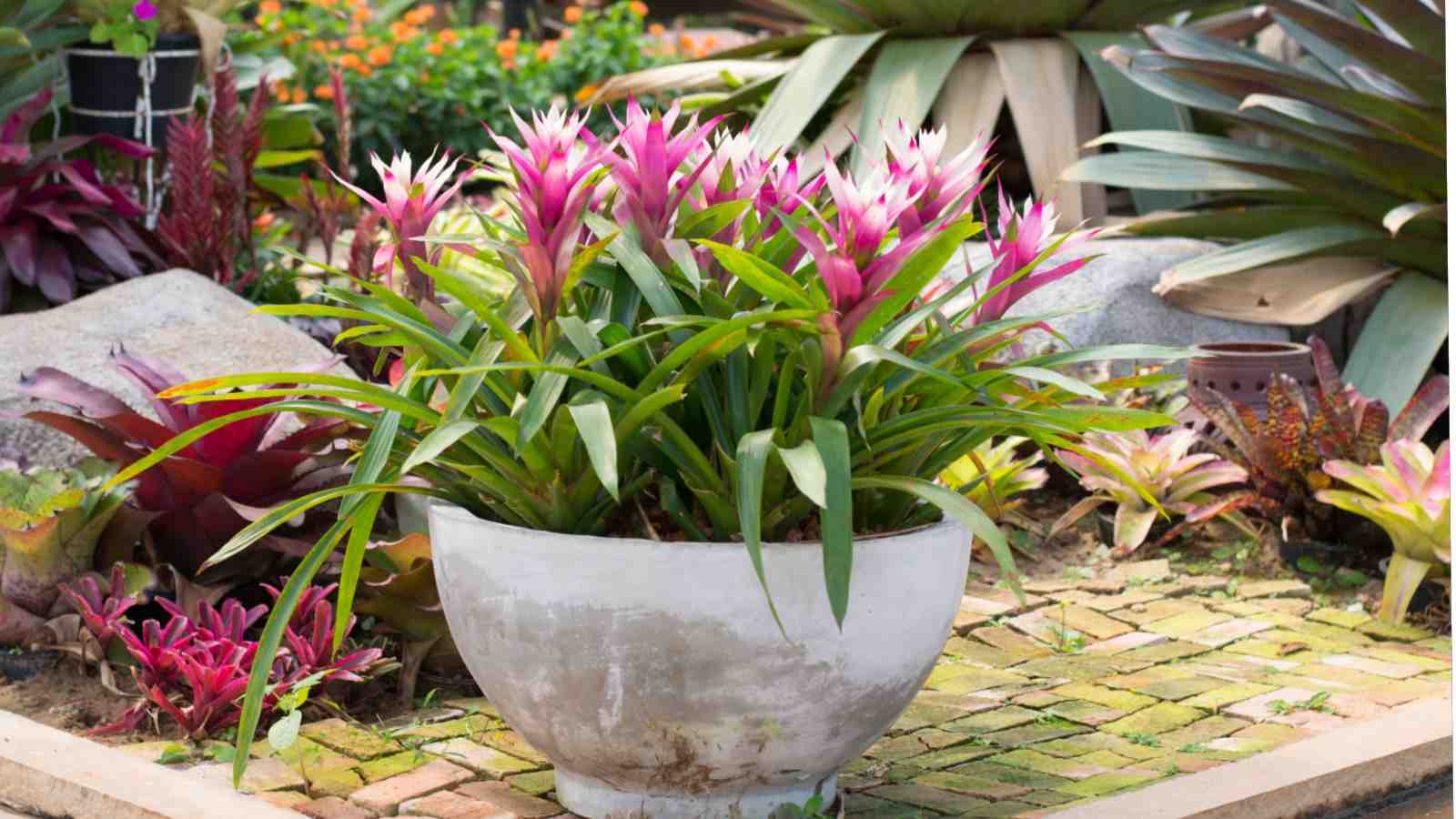 Bromeliad Guide: How to Grow and Care for Bromeliad Plants