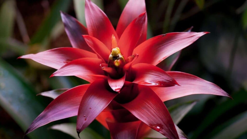 Bromeliad Guide: How to Grow and Care for Bromeliad Plants