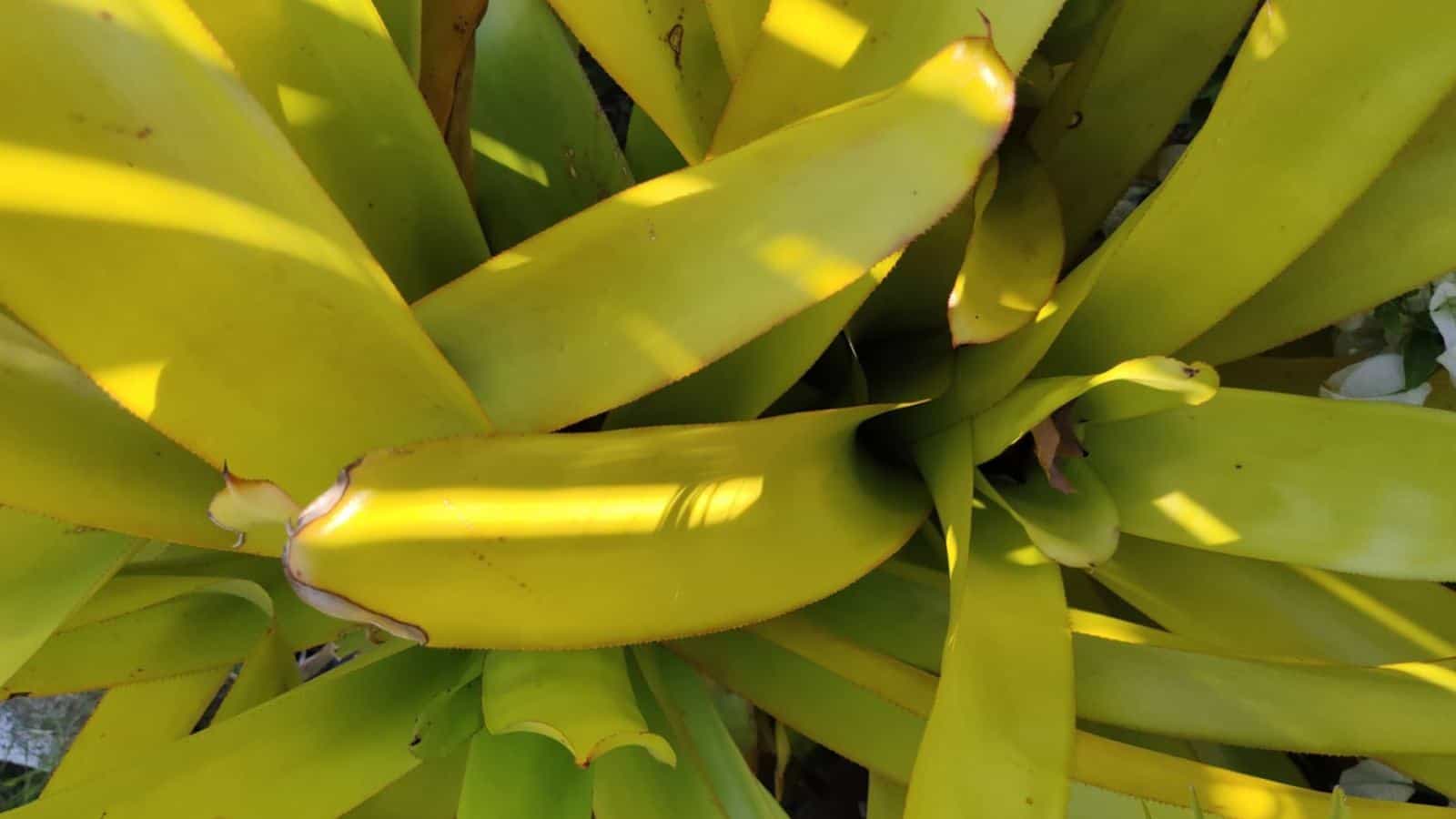 Bromeliad Guide: How to Grow and Care for Bromeliad Plants