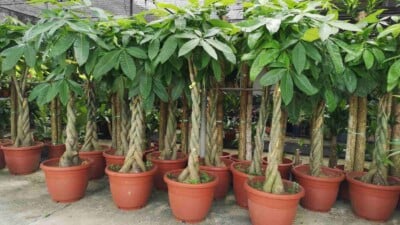 How to Grow and Care for Money Tree (Pachira aquatica)