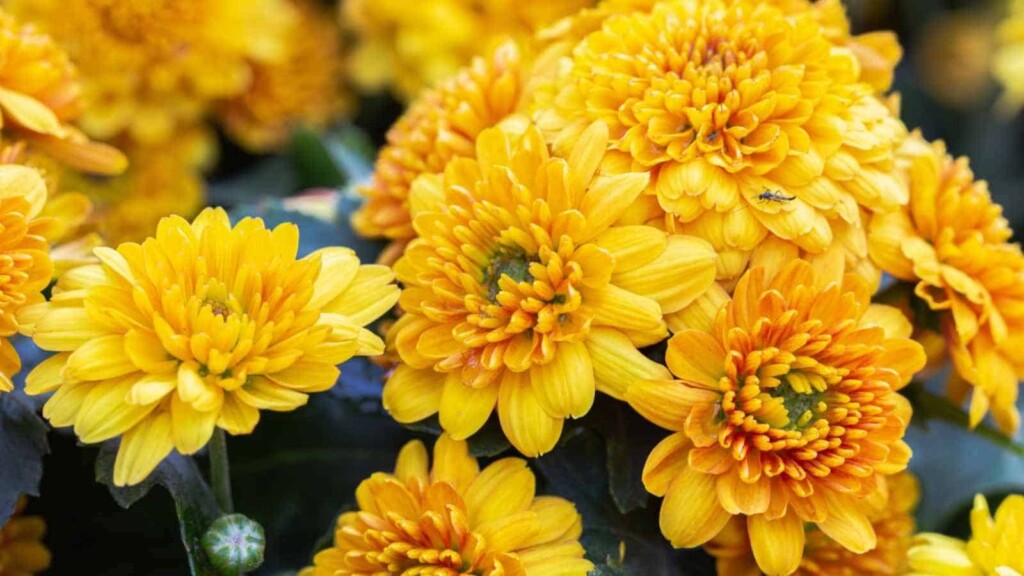 15 Fall Flowers for a Strikingly Colorful Garden
