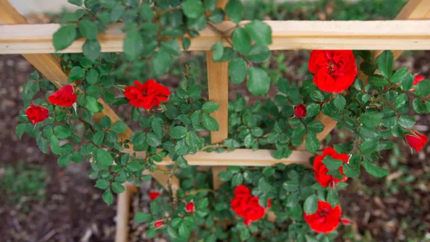 25 Best Climbing Plants for Your Fences, Trellis, or Pergola