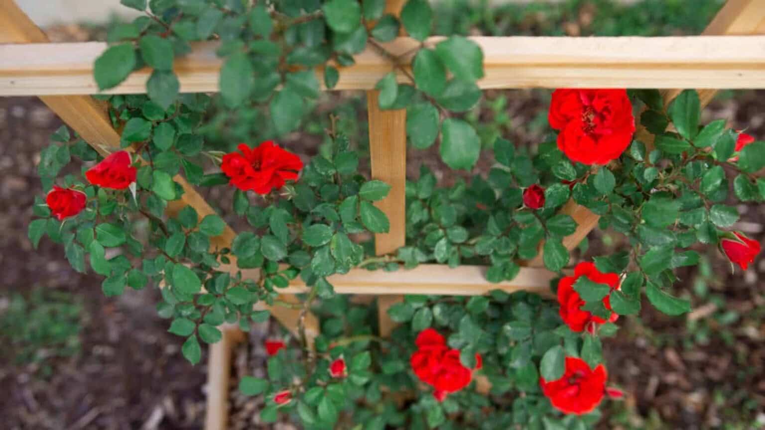 25 Best Climbing Plants for Your Fences, Trellis, or Pergola