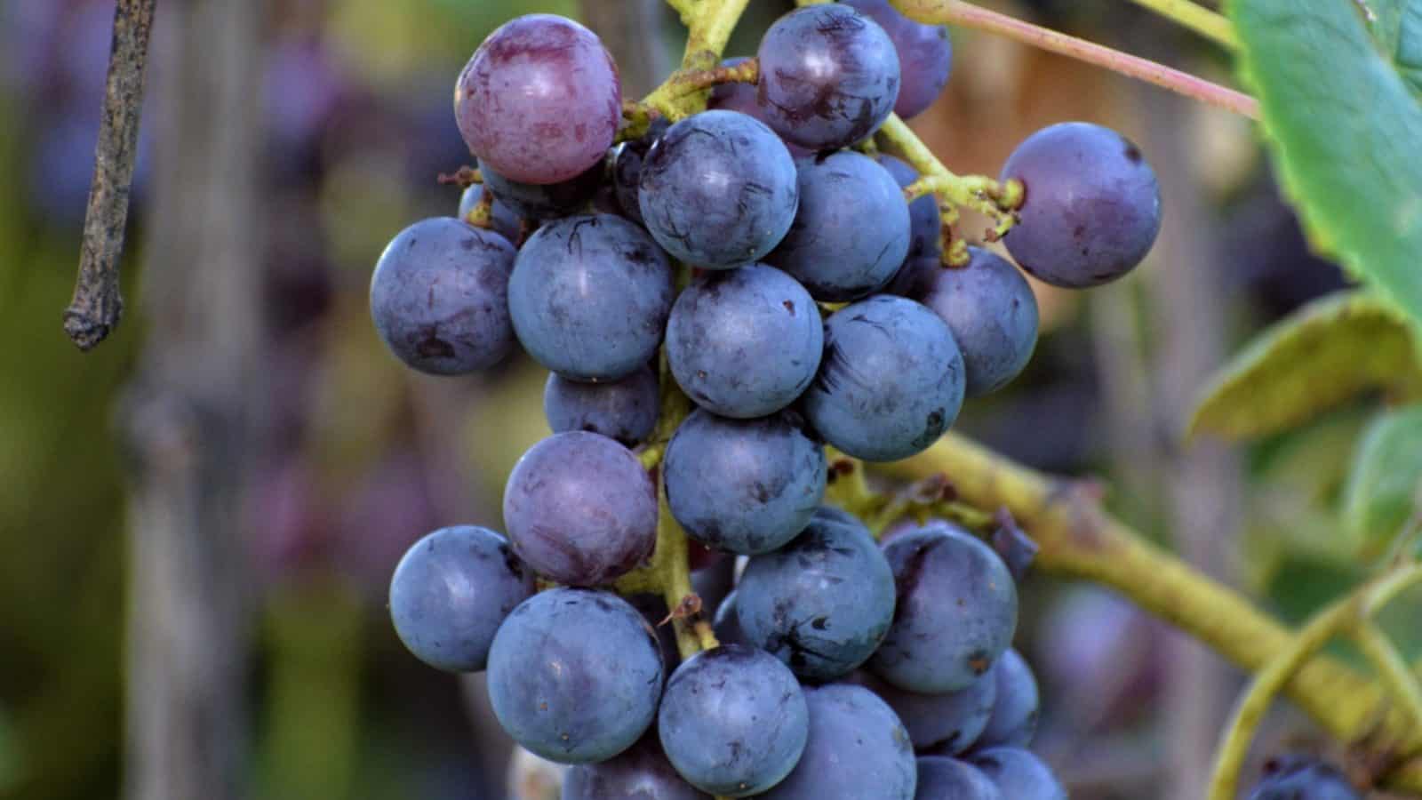 25 Best Climbing Plants for Your Fences, Trellis, or Pergola