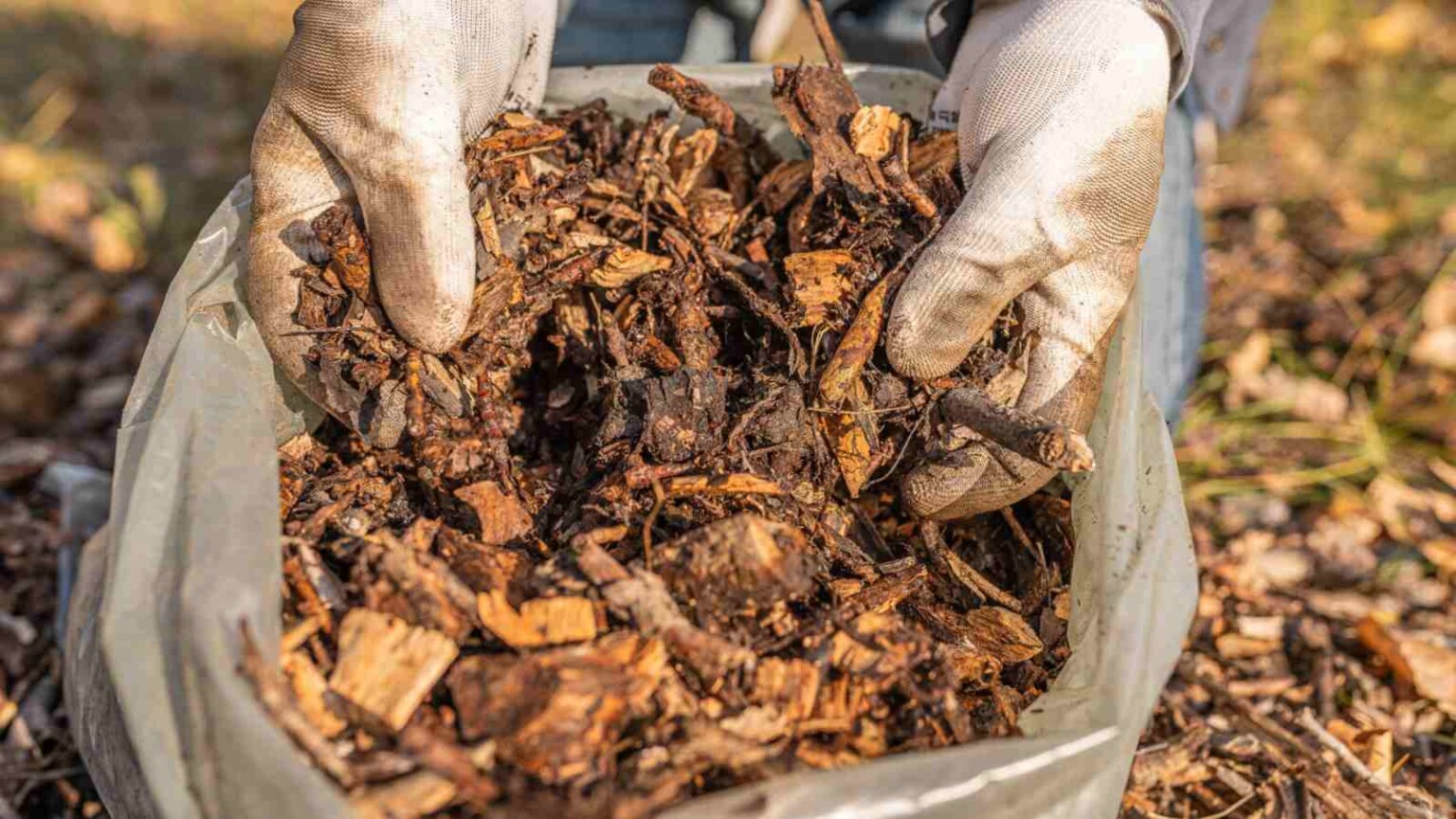 Using Coffee Grounds for Plants: A Beginner's Step by Step Guide
