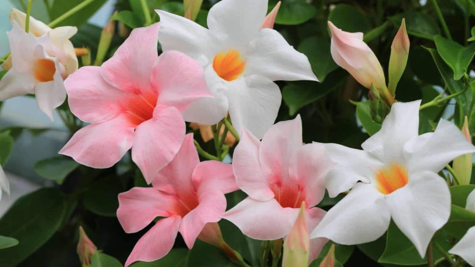 Is Dipladenia A Perennial Plant
