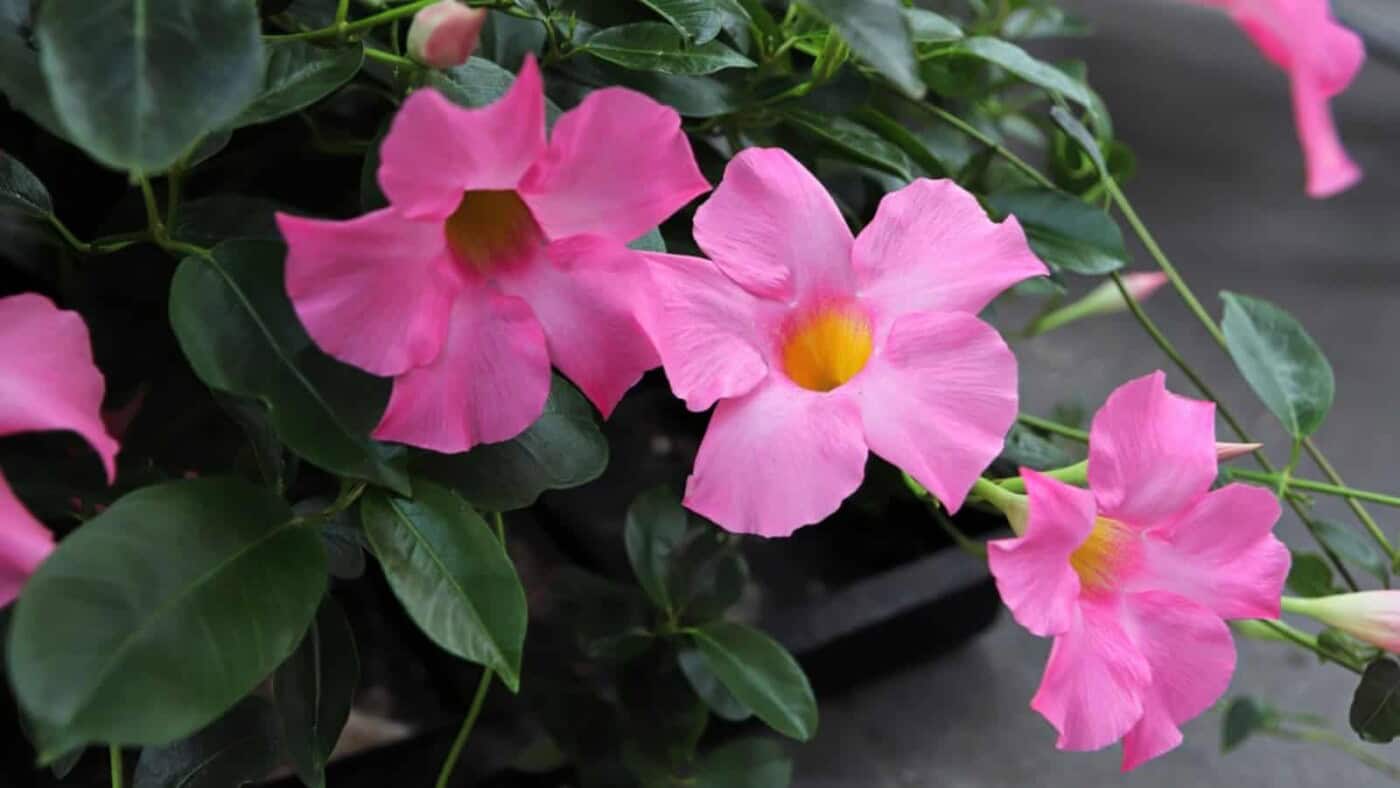 How to Plant, Grow, and Care for Dipladenia - Complete Guide