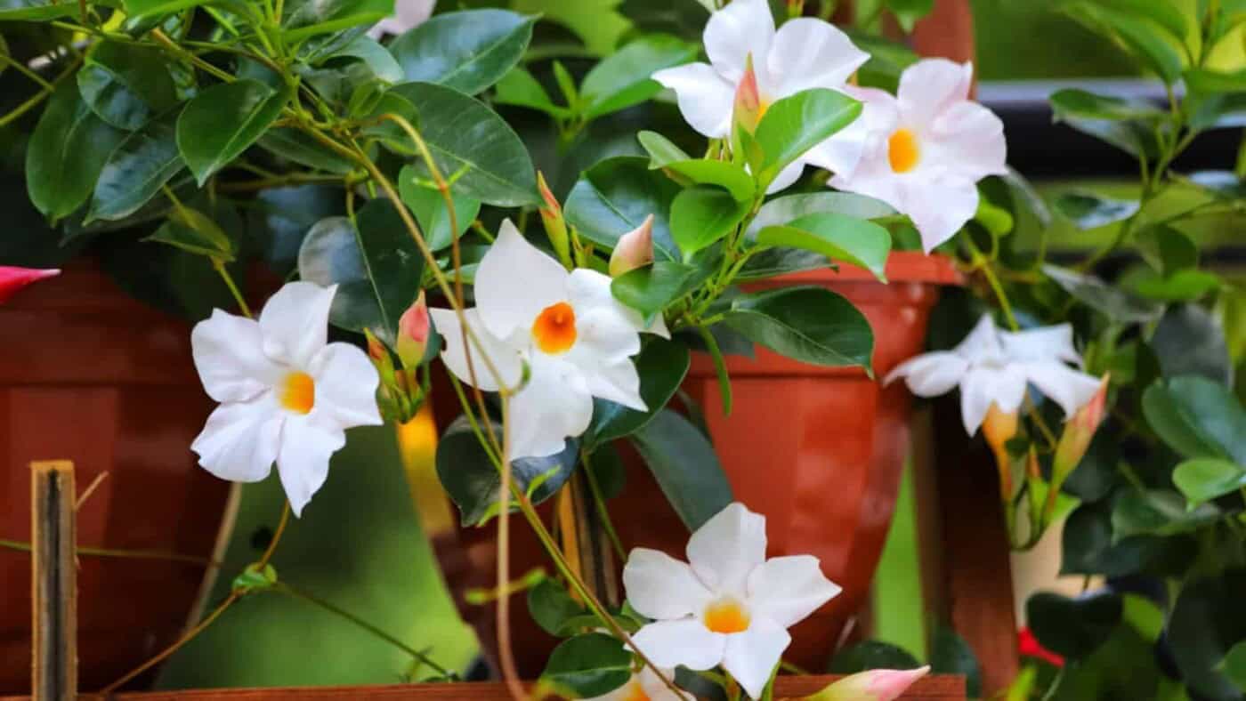 How to Plant, Grow, and Care for Dipladenia - Complete Guide