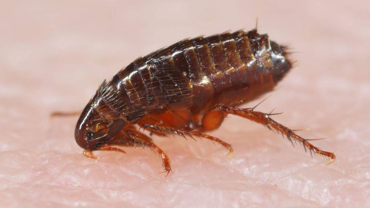 Can Fleas Fly? And How to Handle a Flea Infestation?