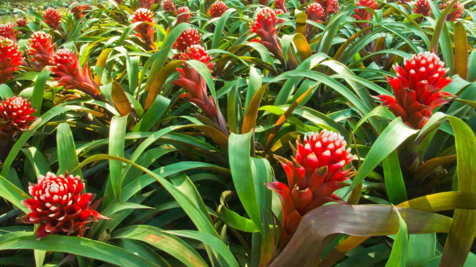 Bromeliad Guide: How to Grow and Care for Bromeliad Plants