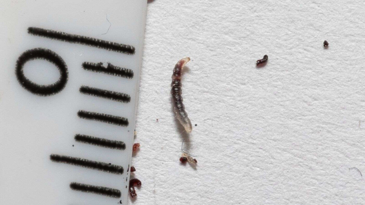 Can Fleas Fly? And How to Handle a Flea Infestation?