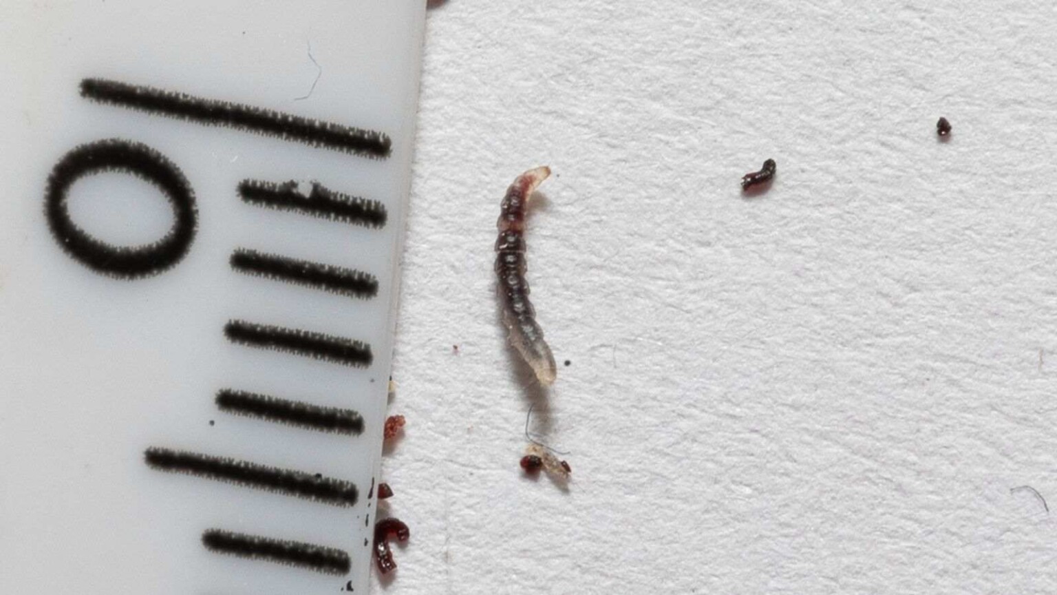 Can Fleas Fly? And How to Handle a Flea Infestation?