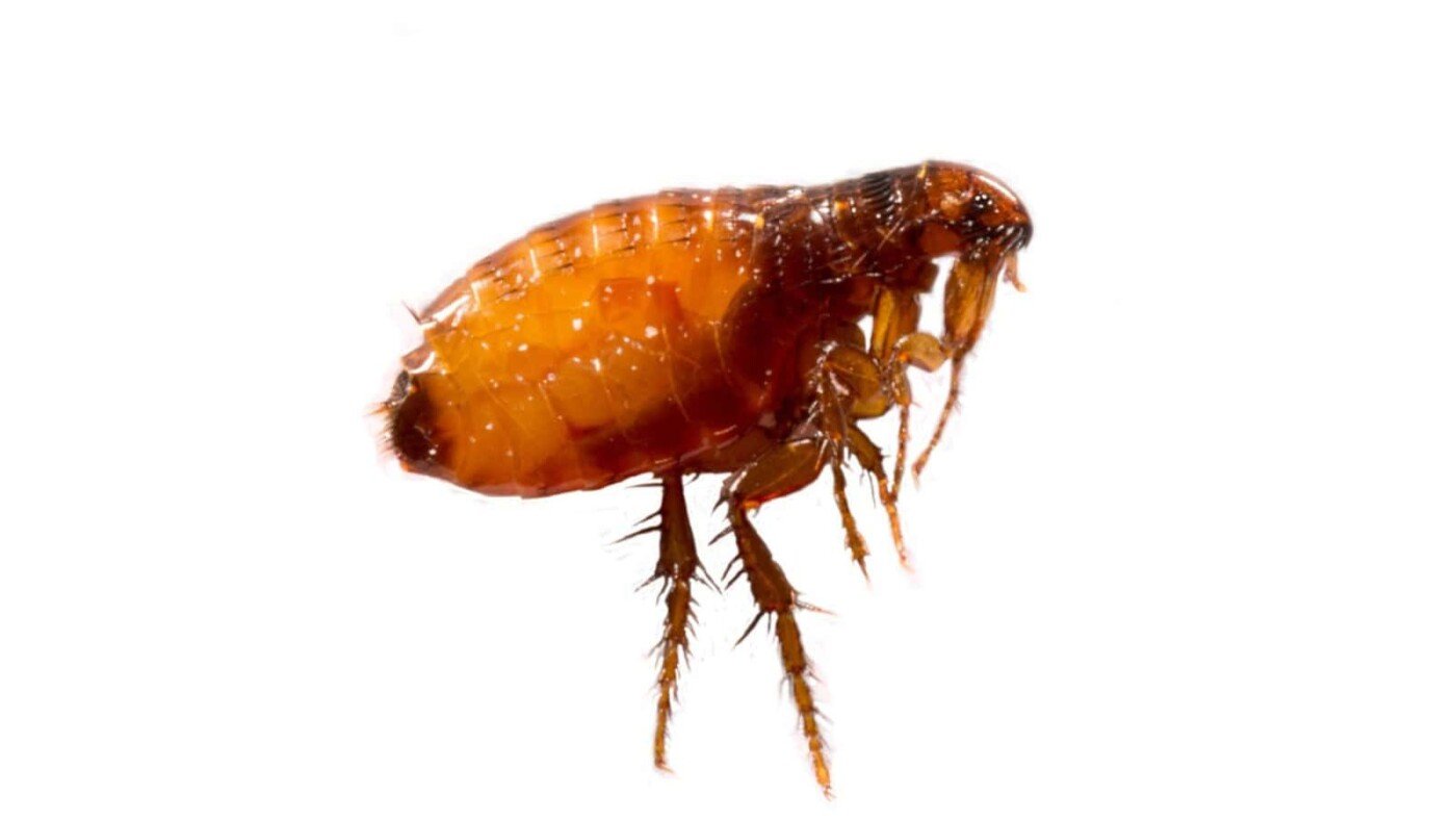 Can Fleas Fly? And How to Handle a Flea Infestation?