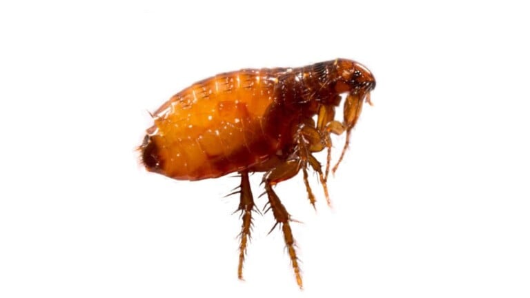 Can Fleas Fly? And How to Handle a Flea Infestation?
