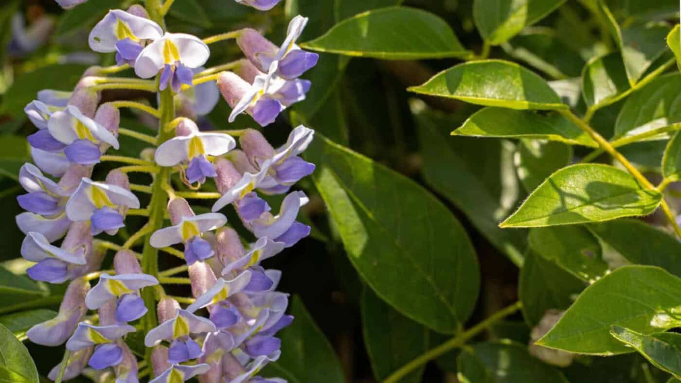 25 Best Climbing Plants for Your Fences, Trellis, or Pergola