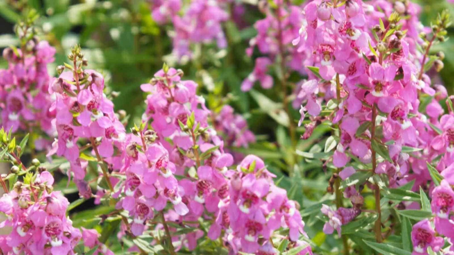 Angelonia: Gorgeous Summertime Ornamentals
