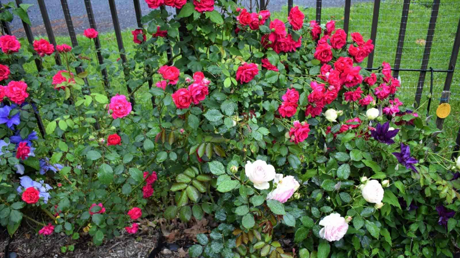 25 Best Climbing Plants for Your Fences, Trellis, or Pergola