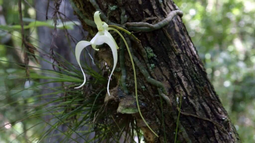 Ghost Orchid: How to Plant, Grow and Care for Ghost Orchids